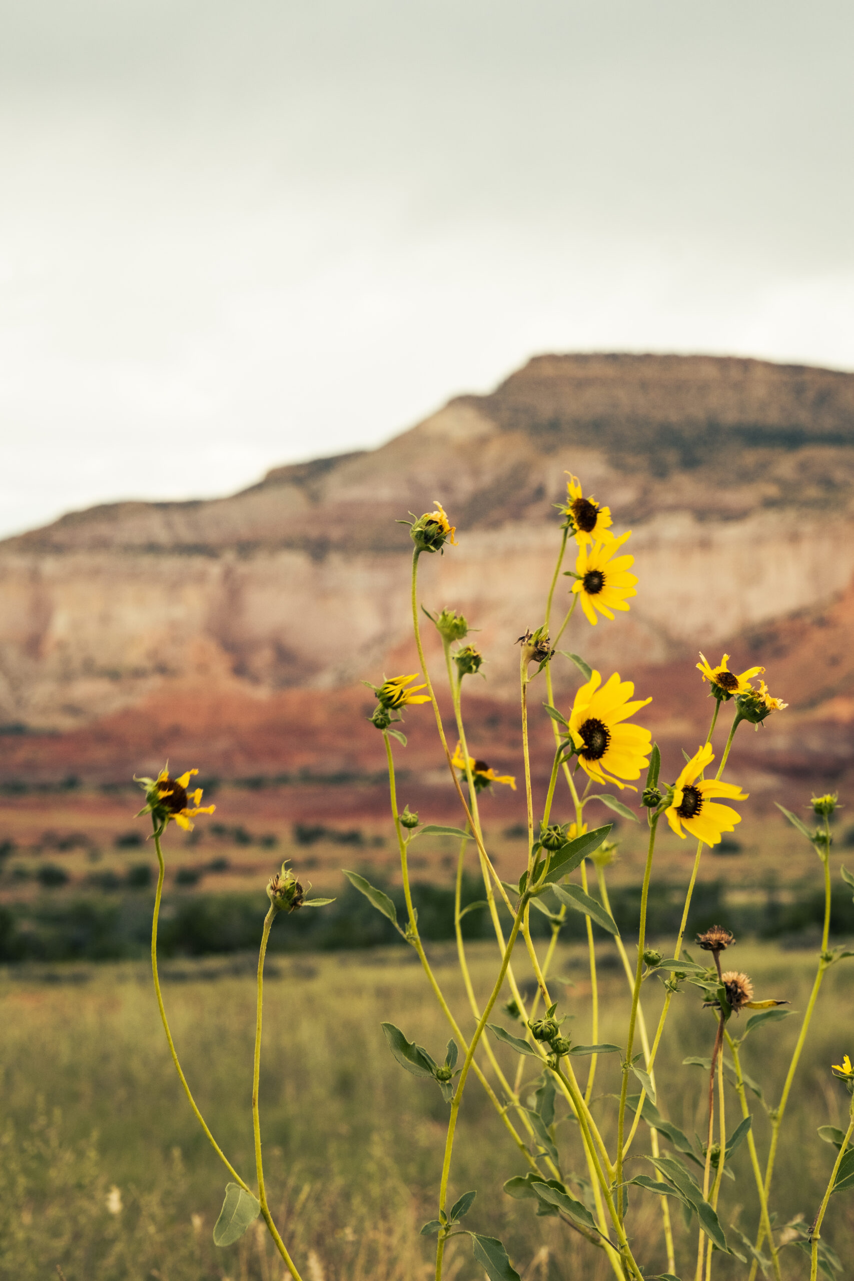 Inspiring Young Readers — Stories of Culture, Courage & Discovery - NM 1776
